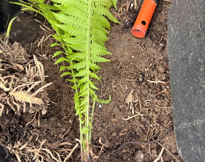 Live Fern Plants - Root Bulbs Seed With Roots - Fast Easy to Grow ...