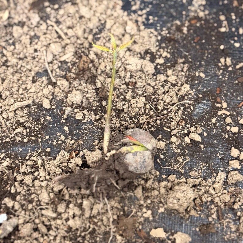 Live Red Oak Tree - Seedling With Roots - Ready to Grow and Sprout ...