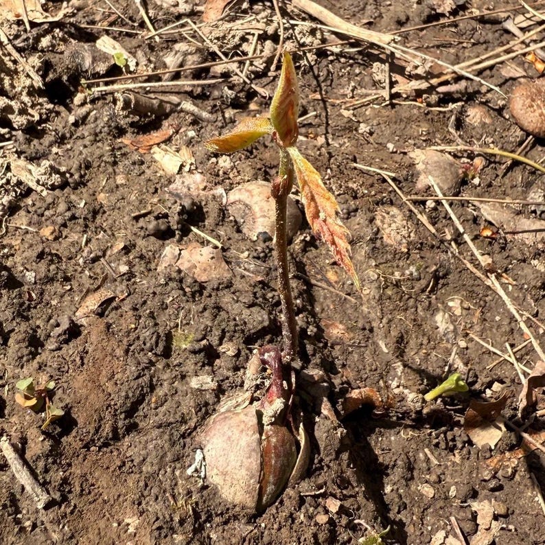 Live Red Oak Tree - Seedling With Roots - Ready to Grow and Sprout ...