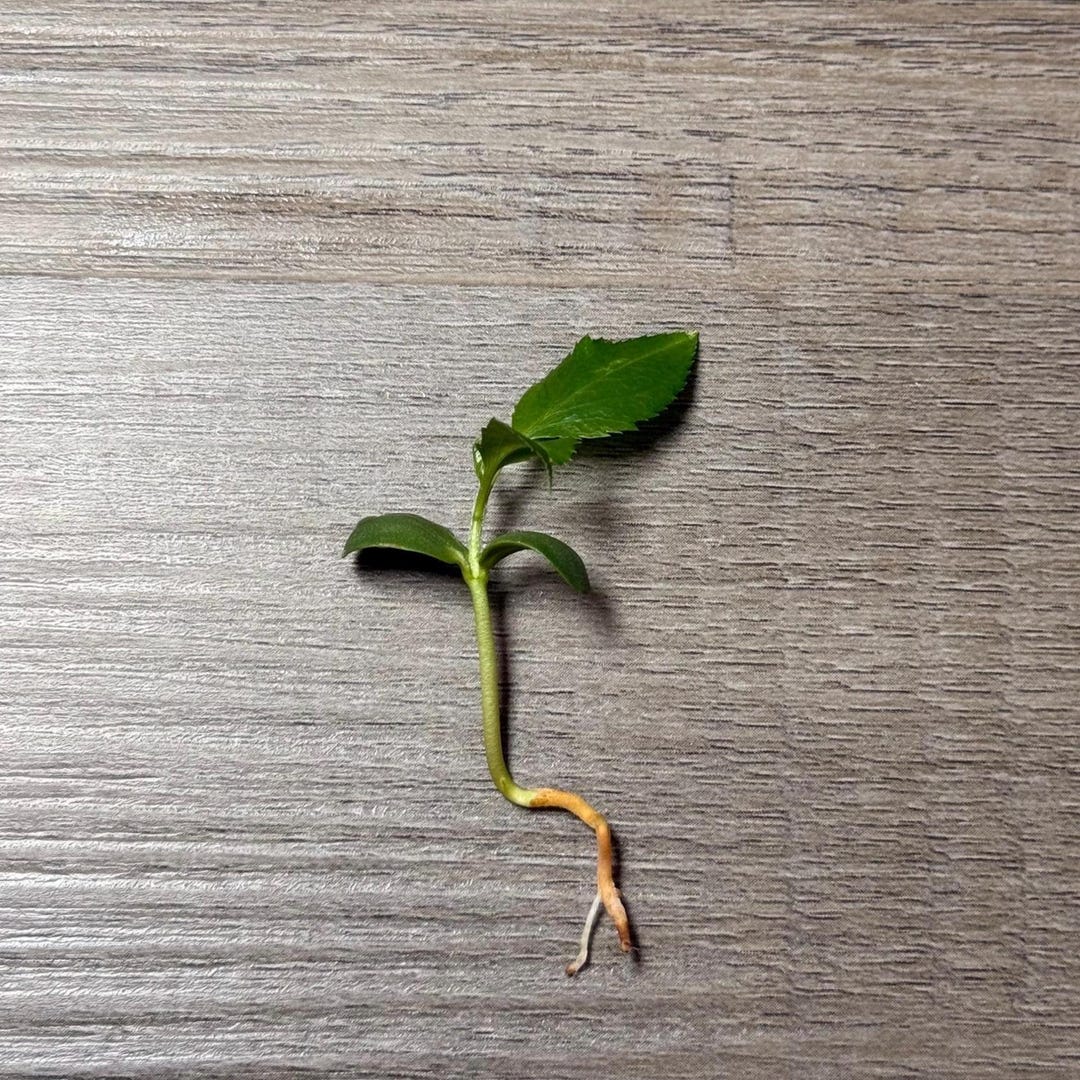 Honey Crisp Apple Tree - Seed Sprouting With Roots - Fruit Trees ...