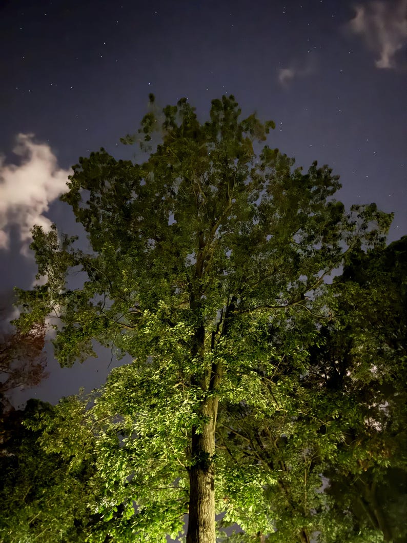 Live Red Oak Tree - Seedling With Roots - Ready to Grow and Sprout ...