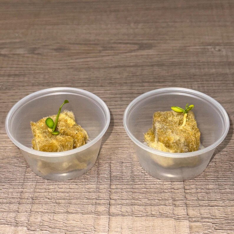 Lemon Tree Seed - Seeds Seedling Ready to Root - Rooting Sprouting ...