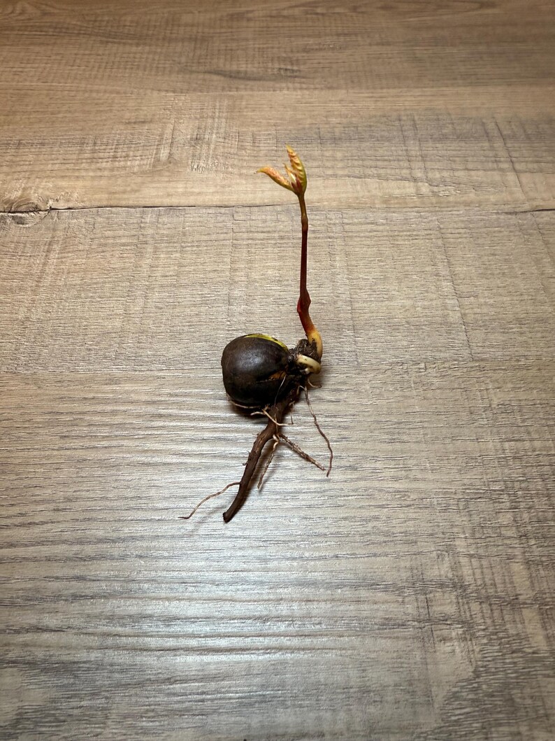 Live Red Oak Tree - Seedling With Roots - Ready to Grow and Sprout ...