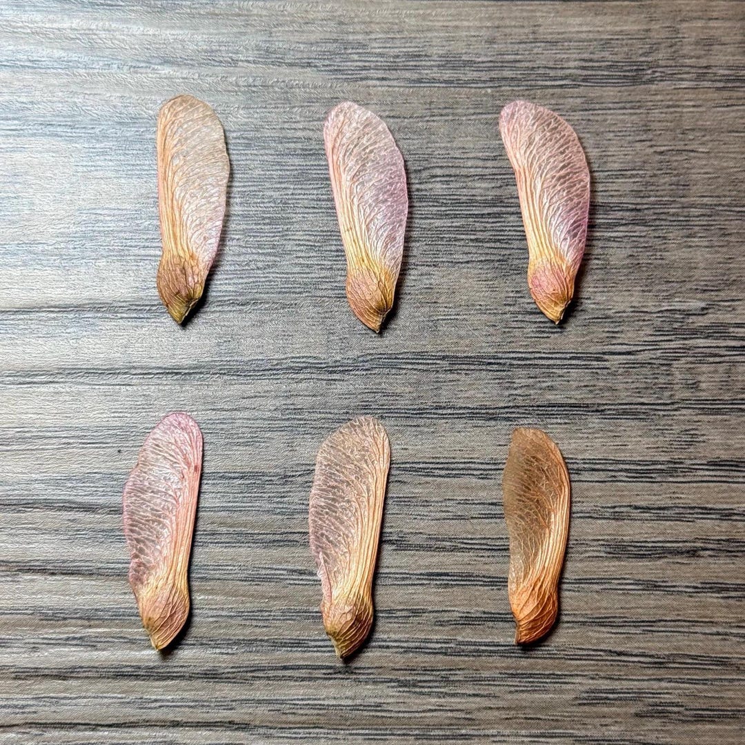 20 Pack Dried Red Maple Tree Seeds - Ready to Grow Seed Sprout - Not yet Germinated or Rooting ...