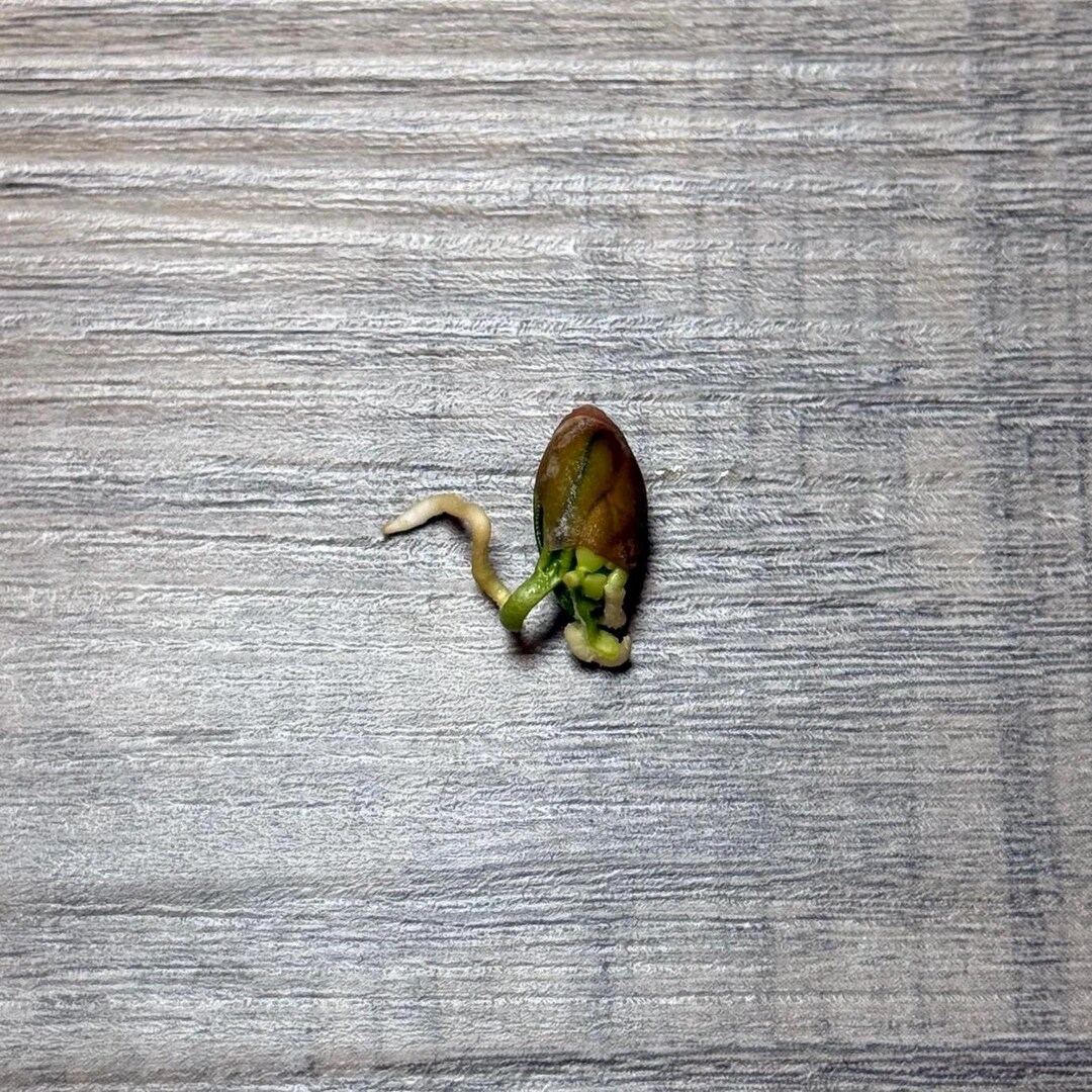 Live Grapefruit Trees - Germinated Seed Seedling Rooting Fruit Tree ...