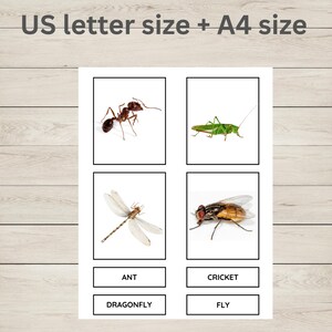 Montessori Insect 3 Part Cards – Insects Flashcards With Real Pictures ...