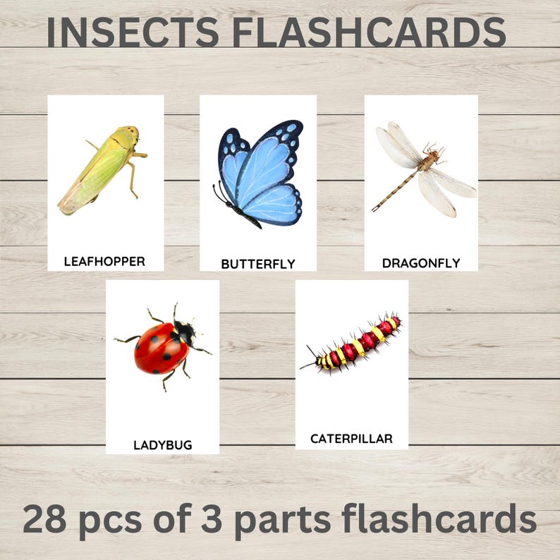 Insects Flash Cards- Real Pictures / Educational Printable Cards ...