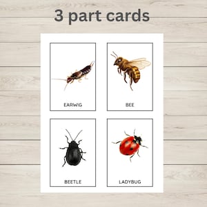 Insects Flash Cards- Real Pictures / Educational Printable Cards ...