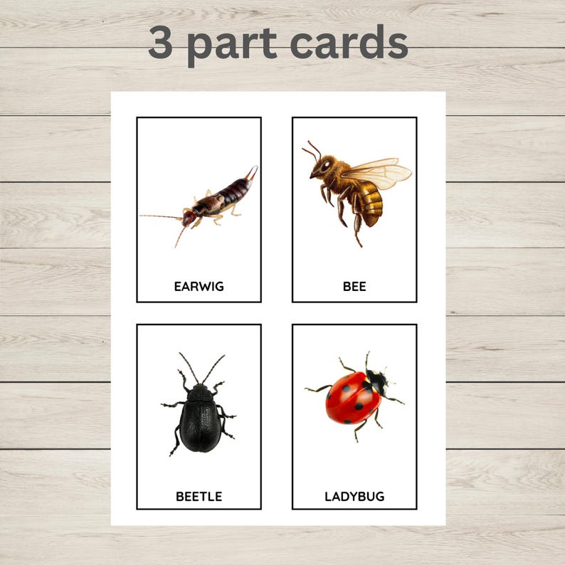 Insects Flash Cards- Real Pictures / Educational Printable Cards ...