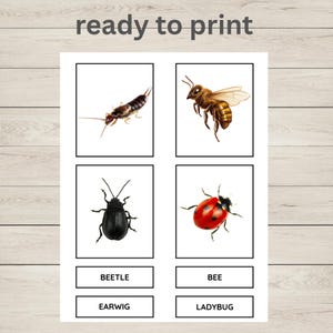 Insects Flash Cards- Real Pictures / Educational Printable Cards ...