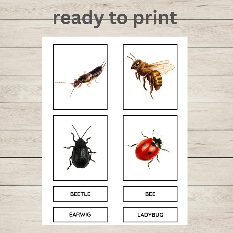 Insects Flash Cards- Real Pictures / Educational Printable Cards ...