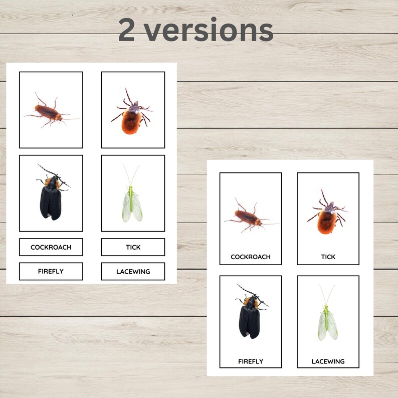 Insects Flash Cards- Real Pictures / Educational Printable Cards ...