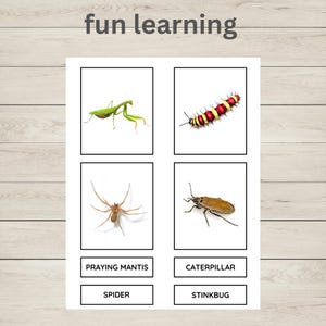 Montessori Insect 3 Part Cards – Insects Flashcards With Real Pictures ...