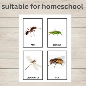 Insects Flash Cards- Real Pictures / Educational Printable Cards ...