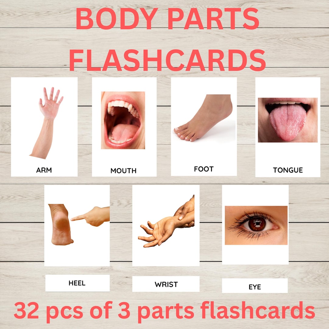 Body Parts - Real Pictures / Flash Cards Nomenclature Cards ...
