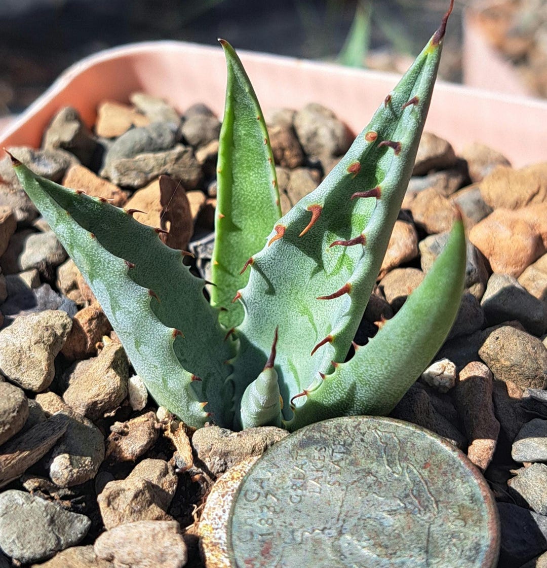 Agave Havardiana Chisos BARE ROOT - Etsy