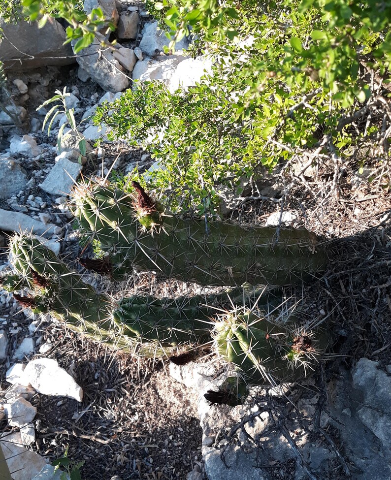 Echinocereus Enneacanthus Var. Carnosus - 100 Seeds - Etsy