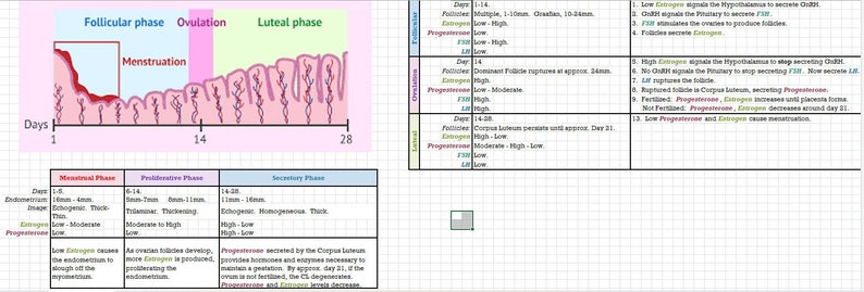 Menstrual Cycle Chart With Color Coding to Image. ultrasound Perfect ...