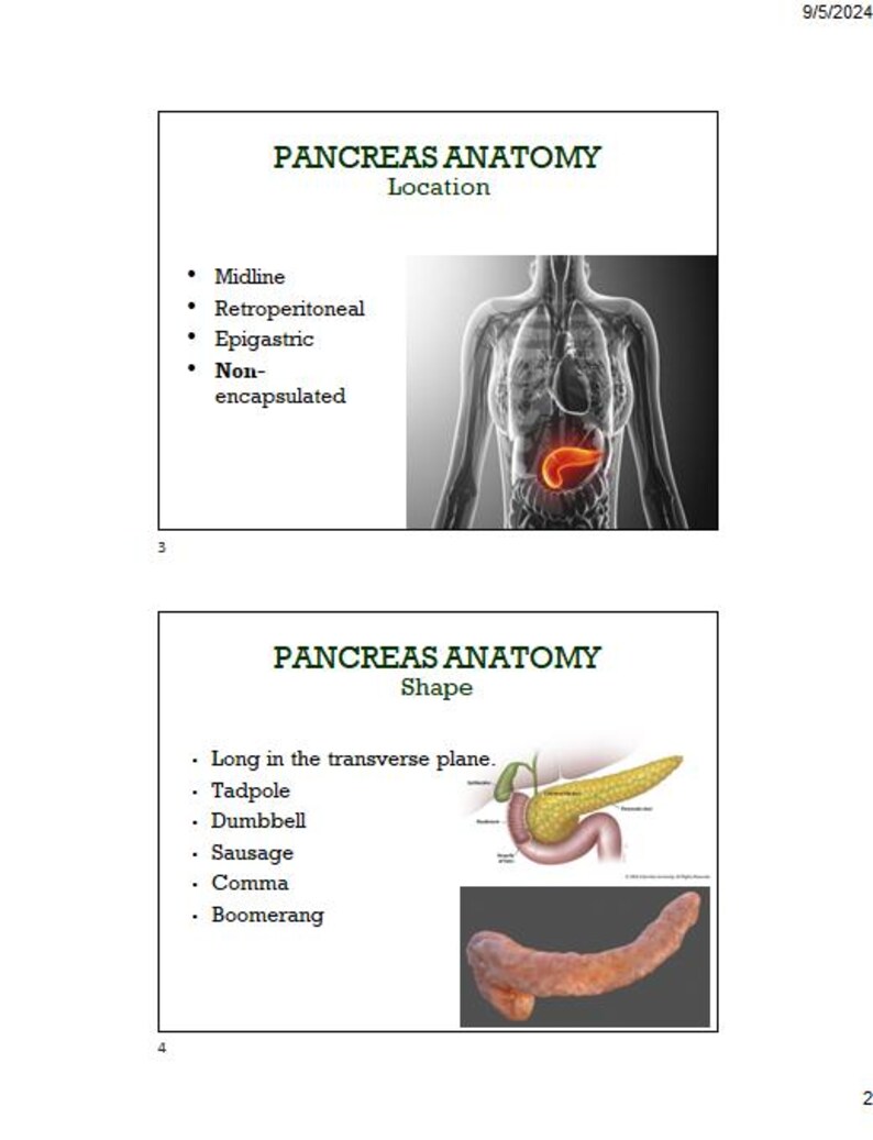 Pancreas Packet - Anatomy, Physiology, Pathologies, and Scanning ...