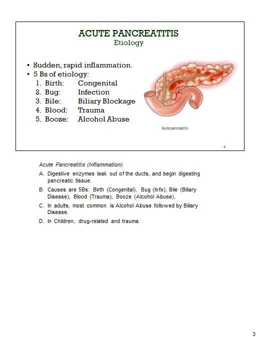 Pancreas Packet - Anatomy, Physiology, Pathologies, and Scanning ...
