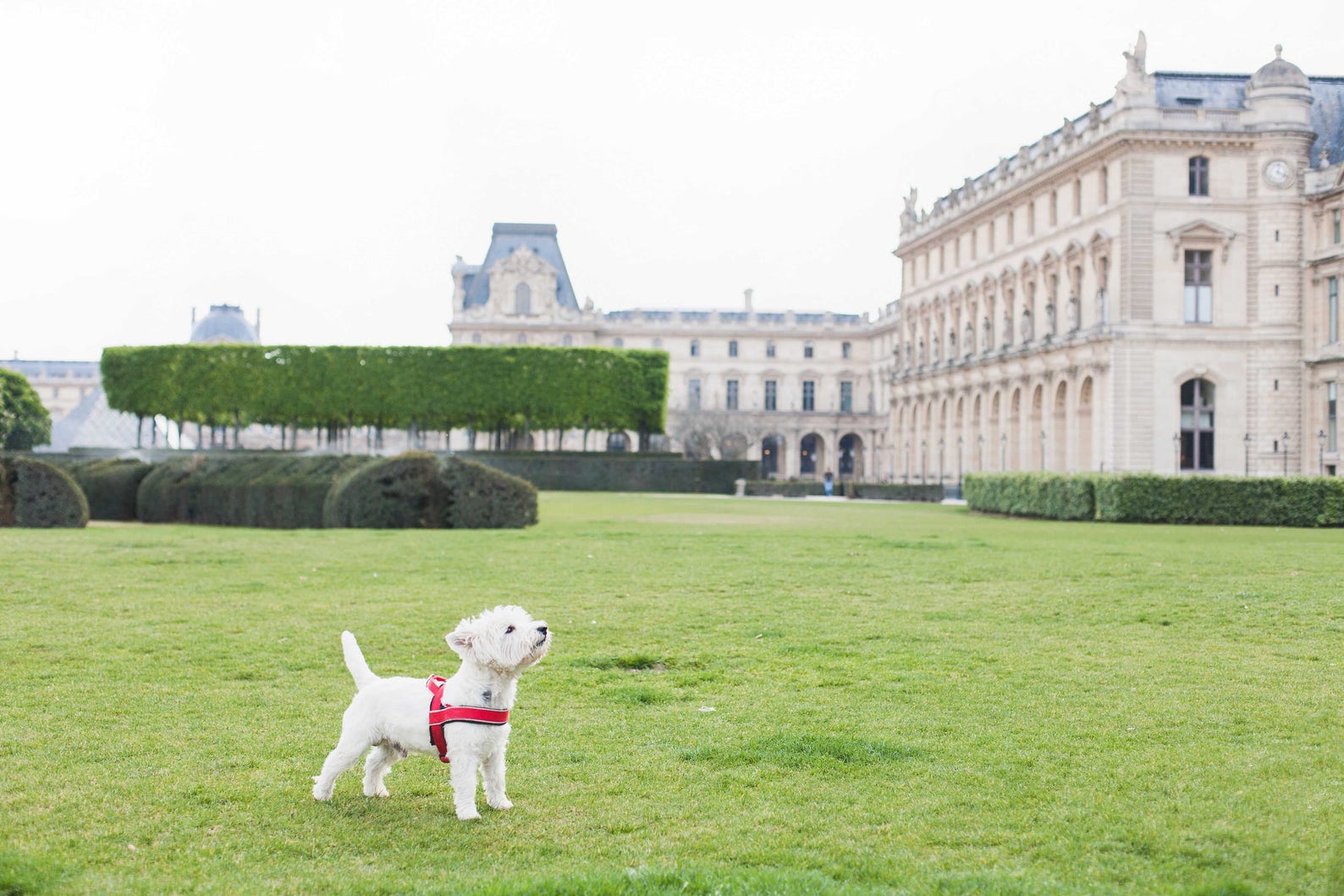 Chien De Paris | Fine Art Photography | Parisian Art | Parisian Dogs ...