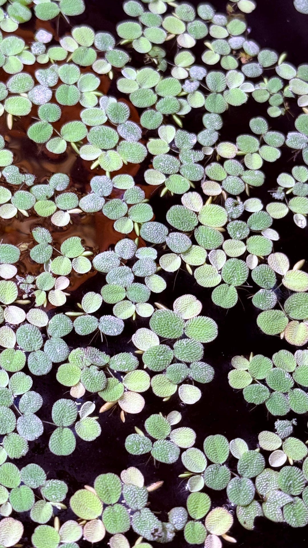 Sale! Water Spangles, Salvinia Minima, Live Aquarium/aquatic/floating ...