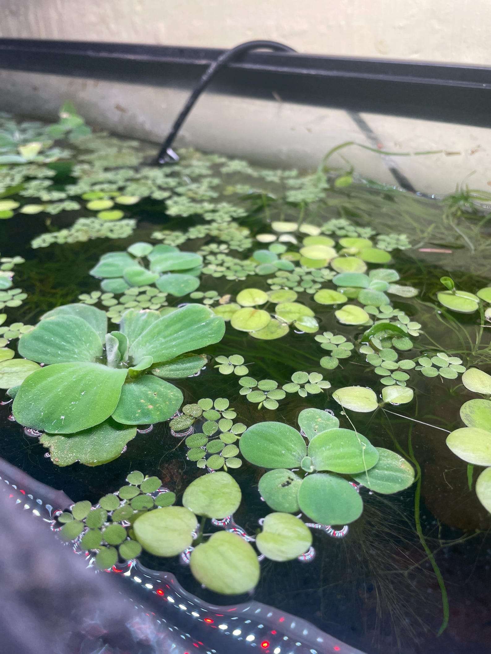 Sale! Water Spangles, Salvinia Minima, Live Aquarium/aquatic/floating ...