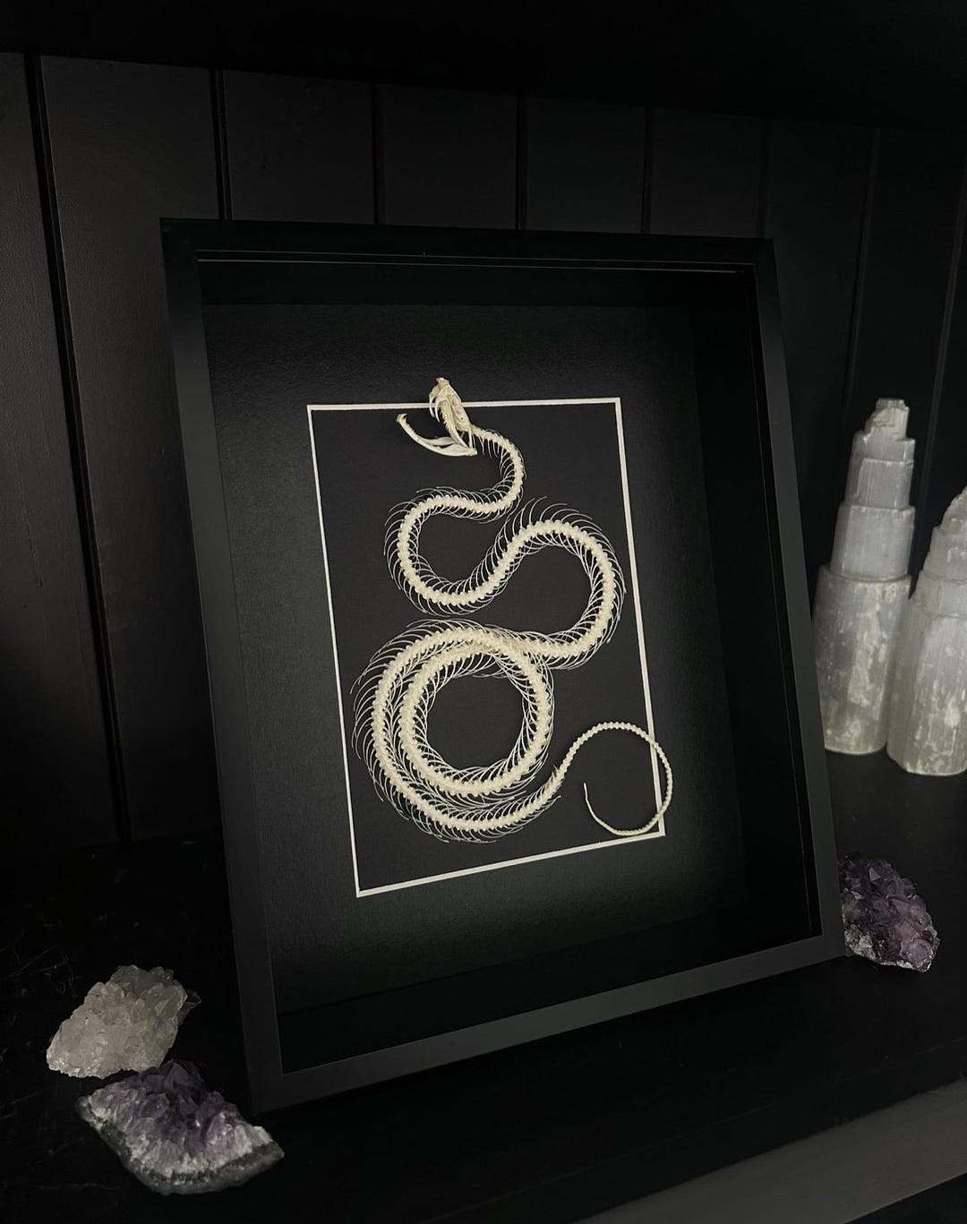 Real XL VIPER Snake Skeleton - Beautifully Handcrafted Framed Snake ...
