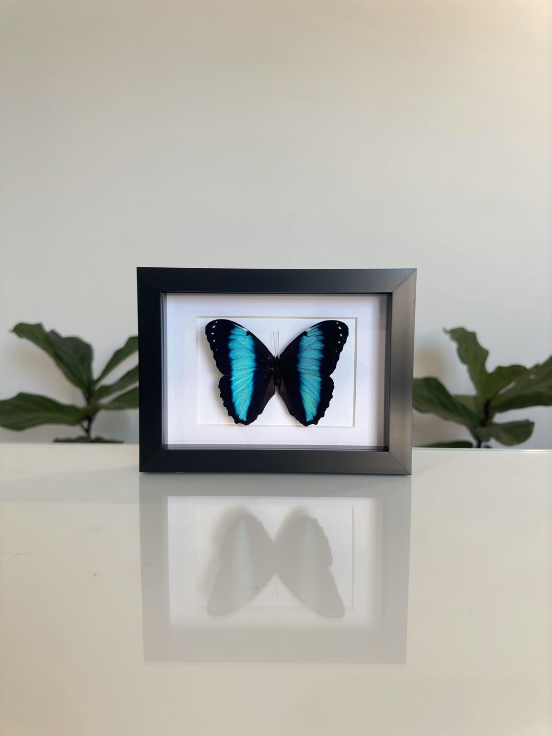 Genuine Morpho Achilles in 3d Shadowbox Frame - Etsy