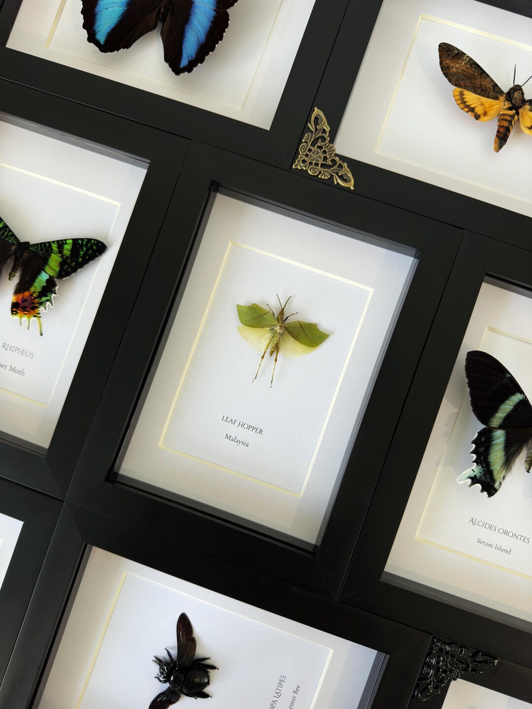 Framed Leaf Hopper Artwork | Real Insect and Nature Art | Green Stick ...