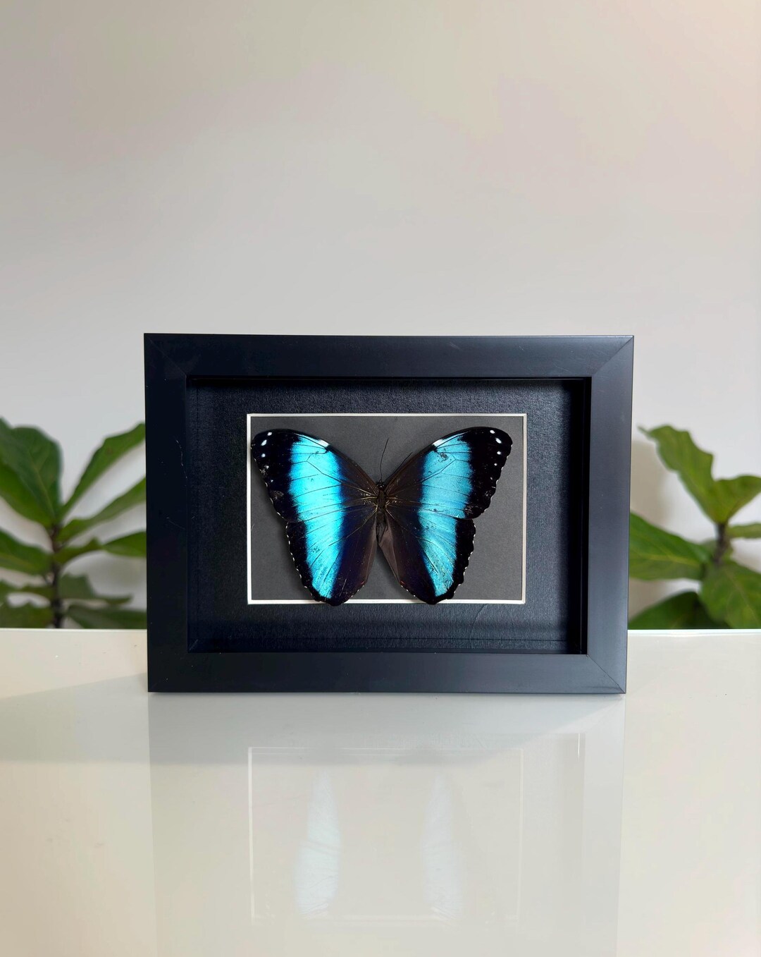 Genuine Morpho Achilles in 3d Shadowbox Frame - Etsy