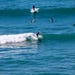 Surf's Up: Dynamic Moments at Diamond Head Beach (digital Downloads) - Etsy