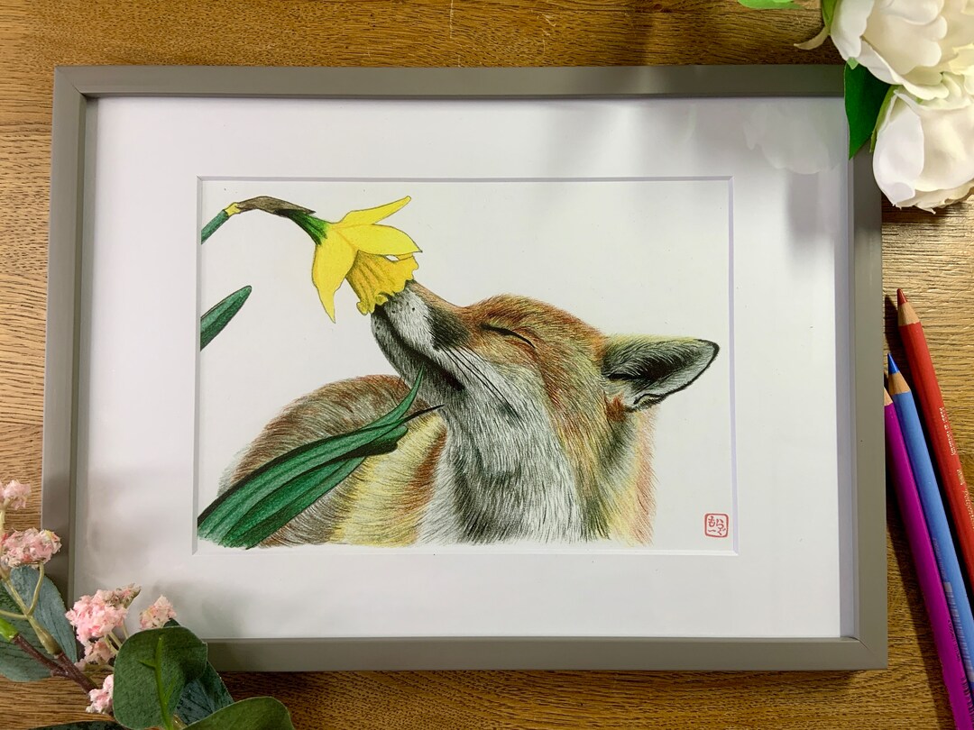 Fox and Daffodil Wall Art Colour Pencil Giclee Print Wildlife Animal ...