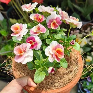 MIX Vibrant Tri-color Pansy Seeds: Perfect for Spring and Fall Planting ...