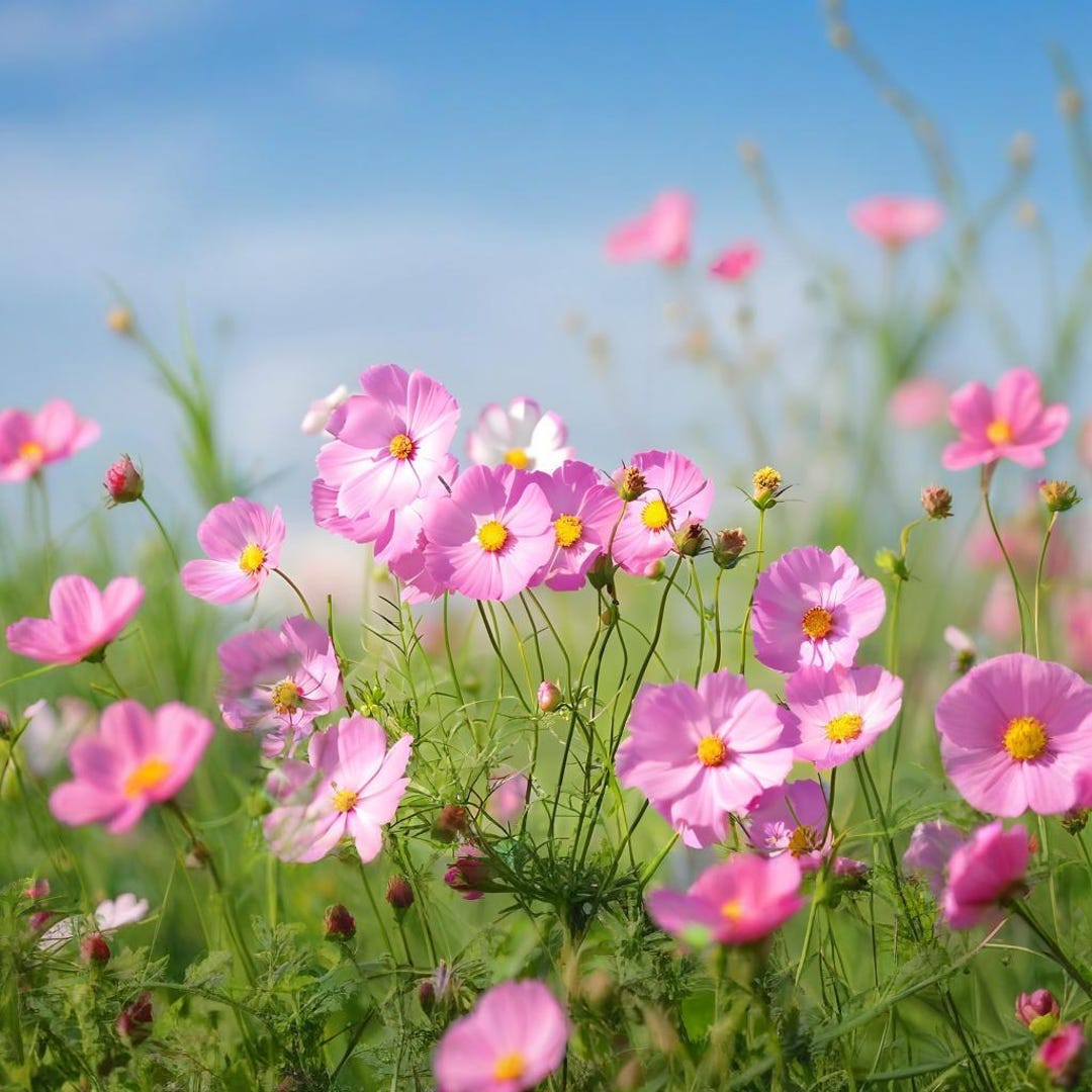 Rare Cosmos Seeds Mix – Vibrant Blooms for Your Garden, Bee & Butterfly ...