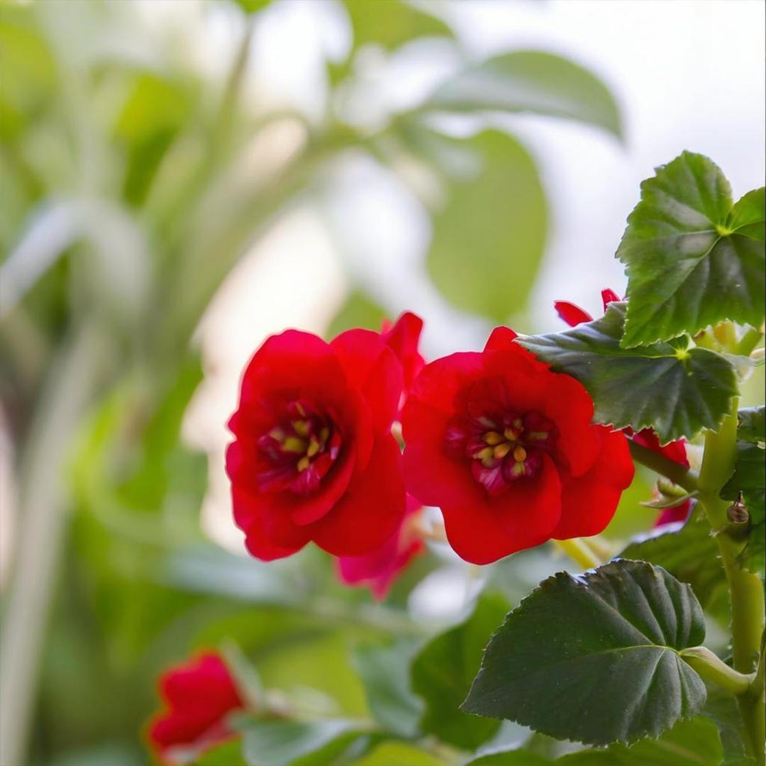Double Begonia Seeds - Beautiful and Unique Flowering Begonias for Your ...