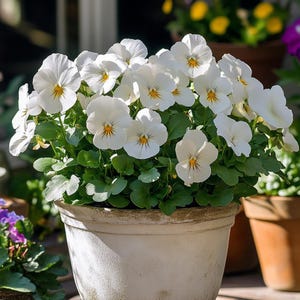 MIX Vibrant Tri-color Pansy Seeds: Perfect for Spring and Fall Planting ...