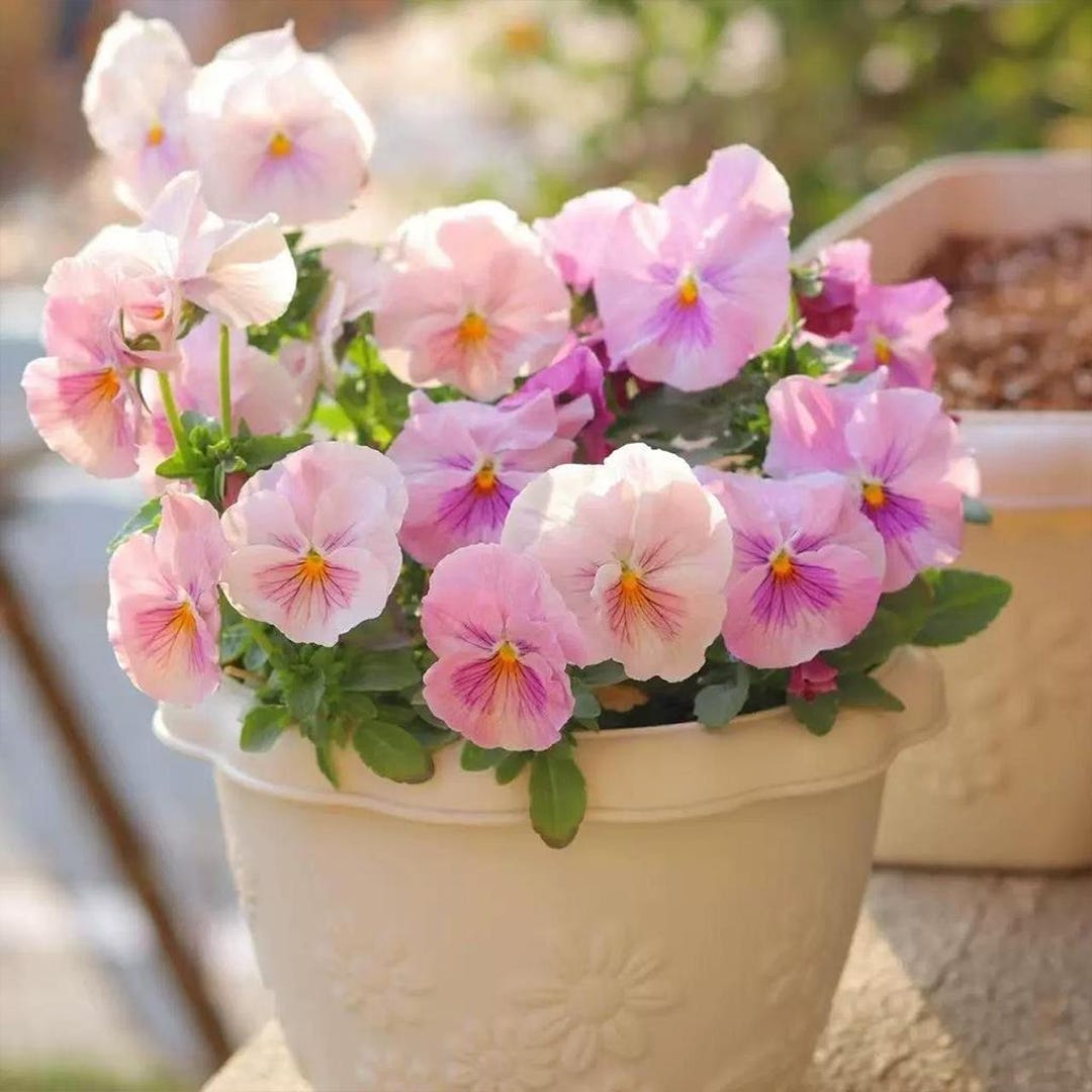 MIX Vibrant Tri-color Pansy Seeds: Perfect for Spring and Fall Planting ...