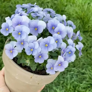 MIX Vibrant Tri-color Pansy Seeds: Perfect for Spring and Fall Planting ...