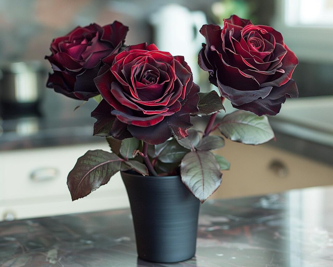 Rosa ‘black Baccara’ Seeds – Deep Red to Black Hybrid Rose, Exotic ...