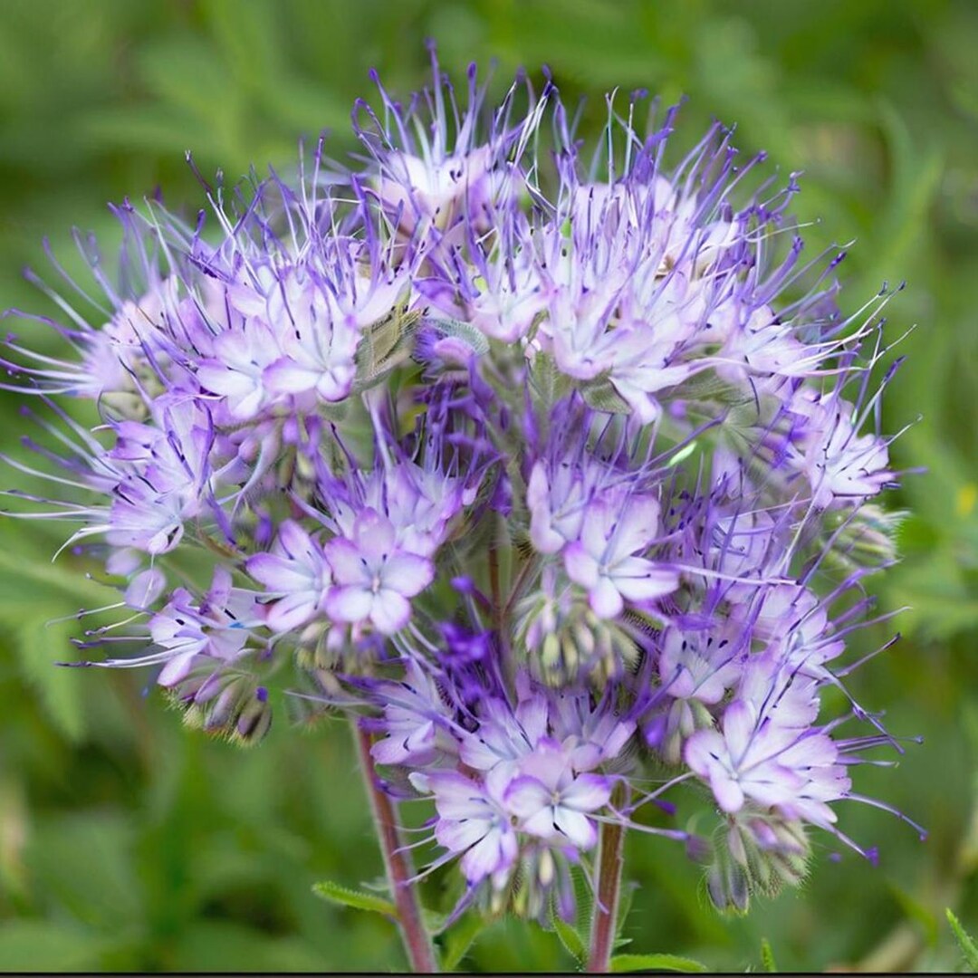 Bluebell Seeds - Easy to Grow, Stunning Spring Blooms for Your Garden ...