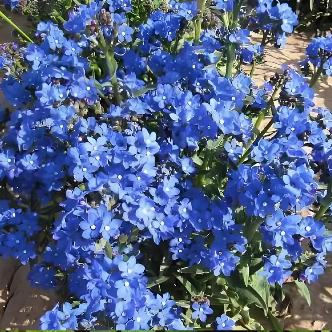 South African Borage Seeds | Perennial Potted Plant | Easy to Grow and ...