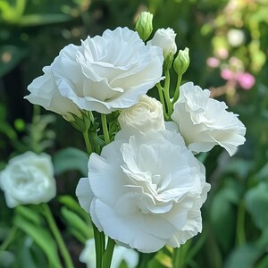 ESMIX MIX Eustoma Flower Seeds – Gorgeous, Hardy Lisianthus Blooms for ...