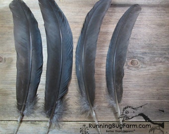 Real bird feathers | Etsy