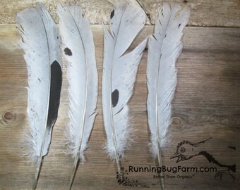 Real bird feathers | Etsy