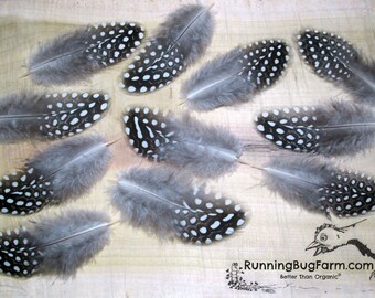 Guinea fowl feather | Etsy