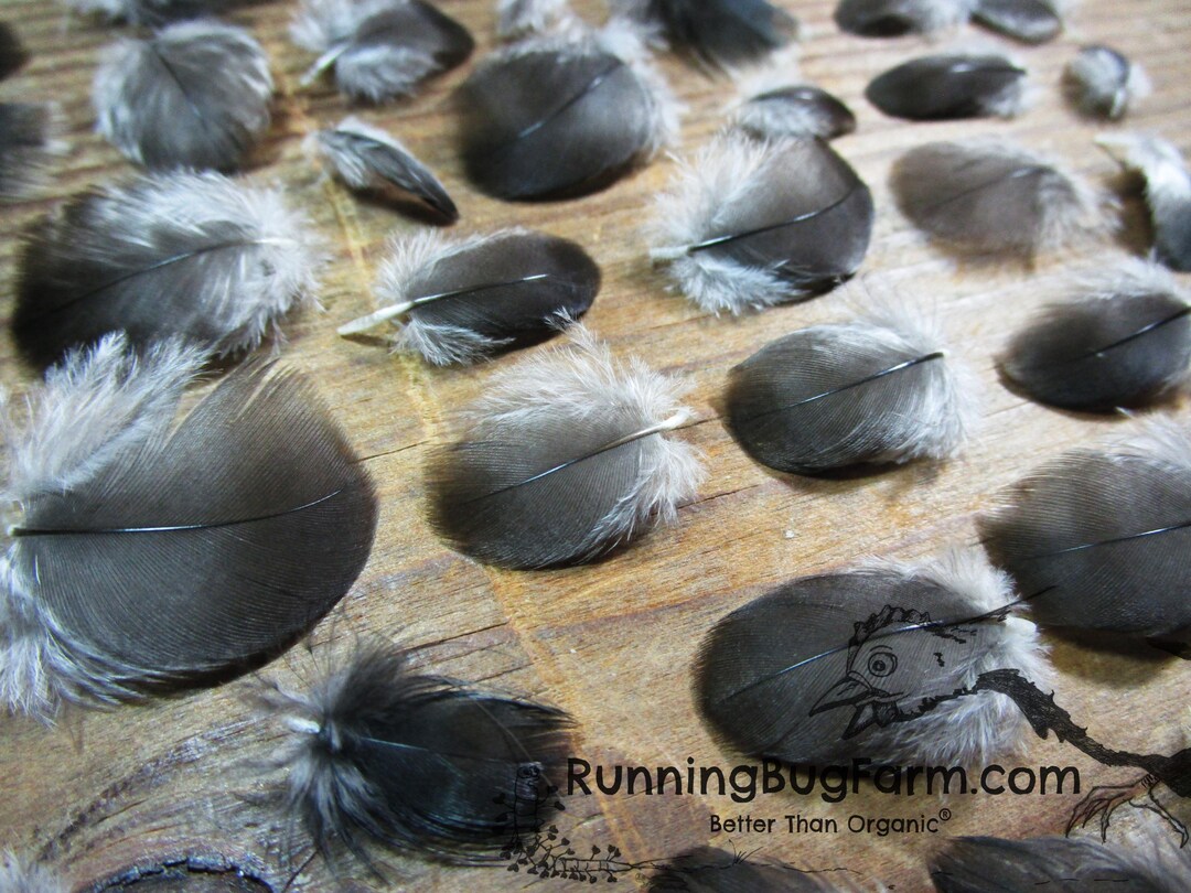 MINI Real Bronze Turkey Feathers Ethical Tiny Soft Black Dark Grey ...