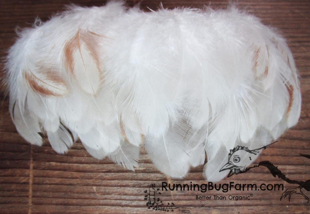 Small Cruelty Free Cinnamon Barnyard Rooster Feathers for Crafts Warm ...