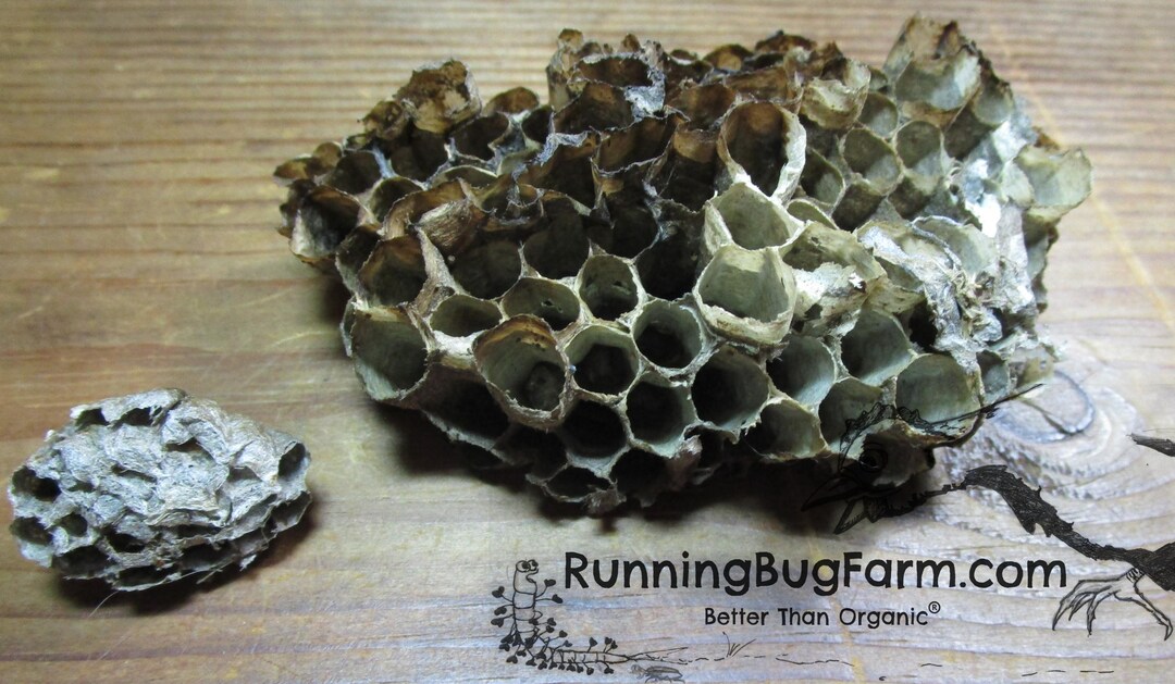 Real Wasp Nests Organic Paper Insect Home Natural Wasp Nests for Crafts ...