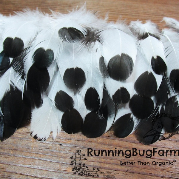 Cruelty Free Feathers - Etsy